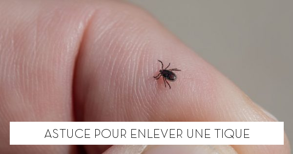 Astuce pour enlever une tique - Le blog StarOfService