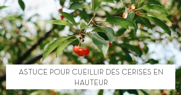 Récolte Des Cerisiers: Comment Et Quand Cueillir Des Cerises – Limmerkoll